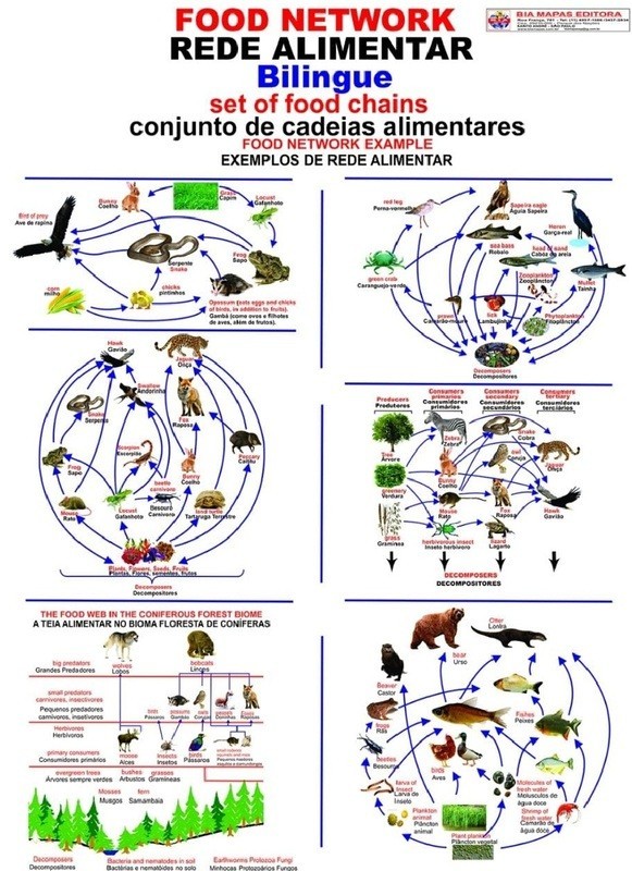 Mapa Cadeia Alimentar Painel Escolar Rede Alimentar Bilngue Em