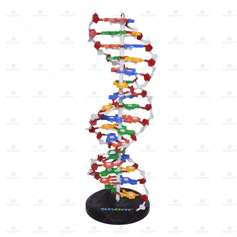 Projeto De Modelo De Dna Rotulado DNA 3D Model