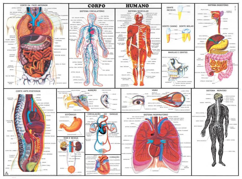 Painel de Anatomia Corpo Humano Mapa Escolar corpo Humano | LojaApoio