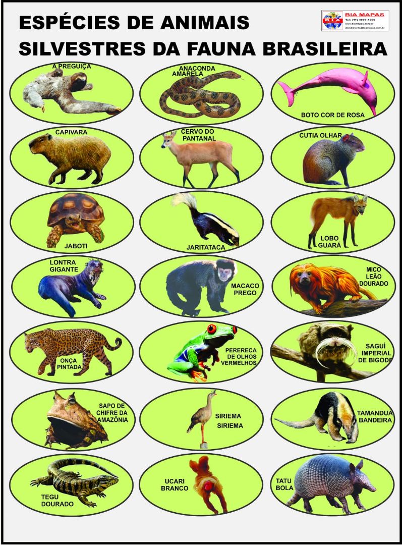 Mapa Especie de Animais Silvestre da Fauna Brasileira | LojaApoio